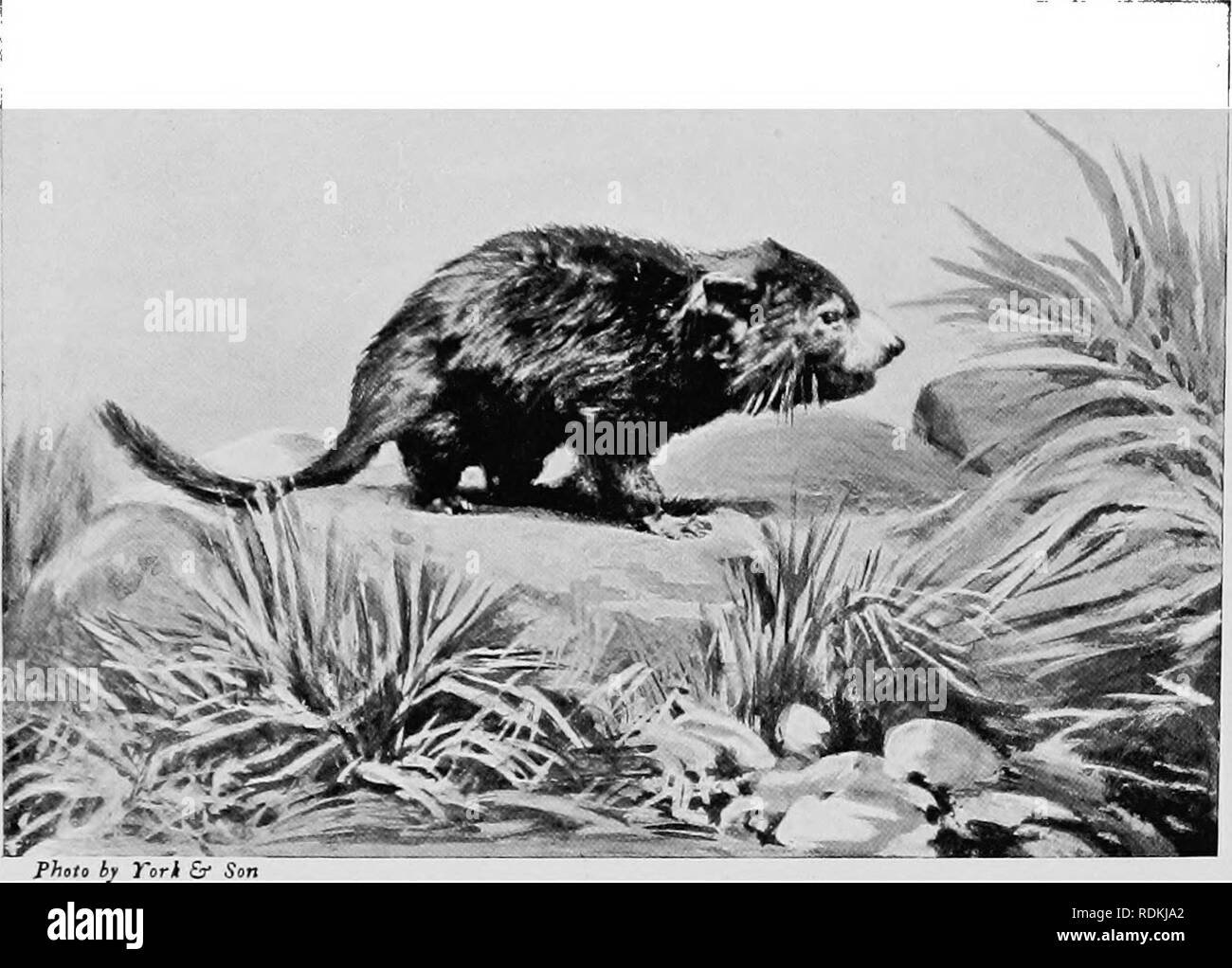 Tasmanian devil Black and White Stock Photos & Images - Alamy