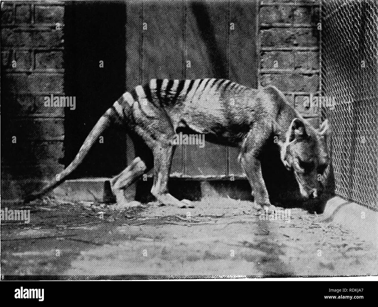 T is for tasmanian devil Black and White Stock Photos & Images - Alamy