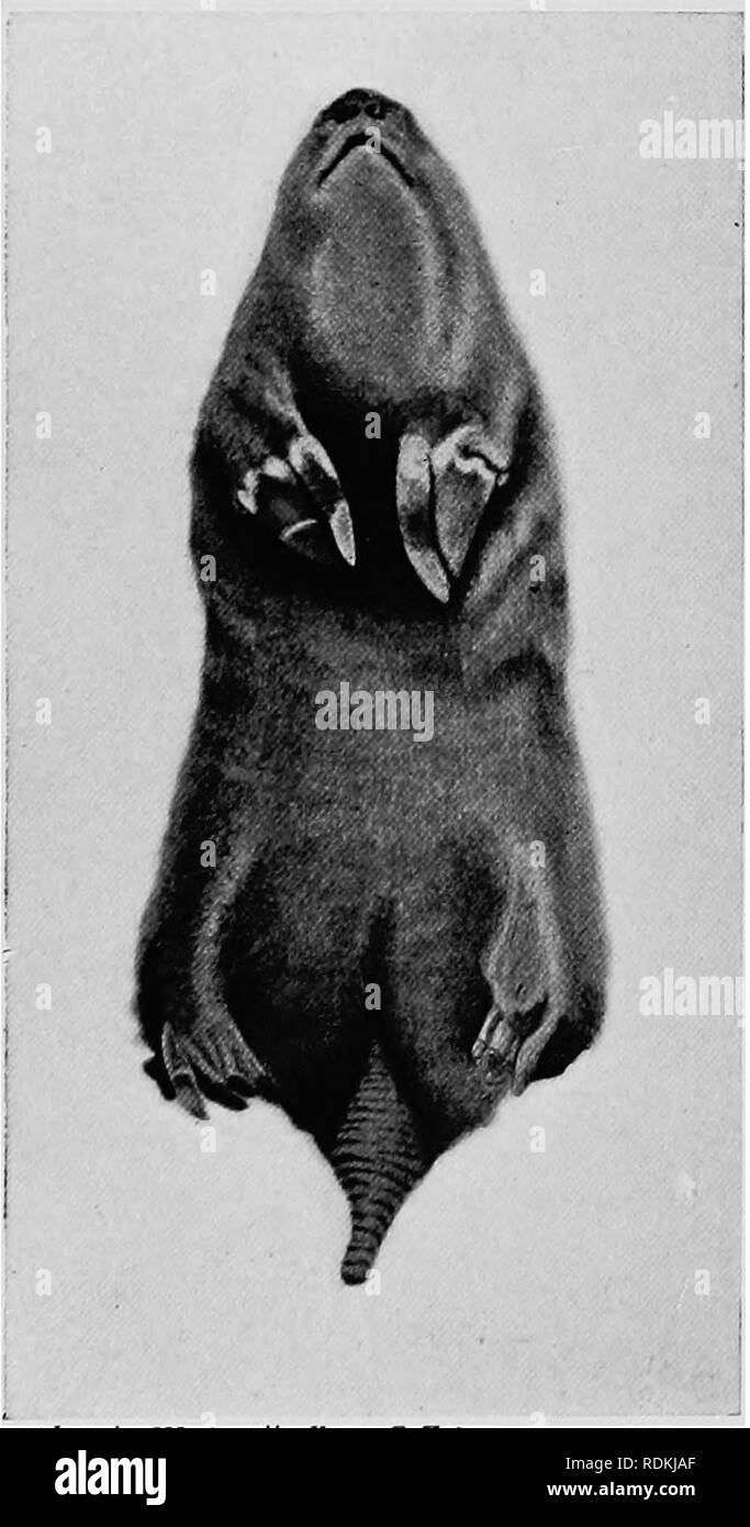 . Mammals of other lands;. Mammals. photo by A. S. Rudland Ssf Soni ...