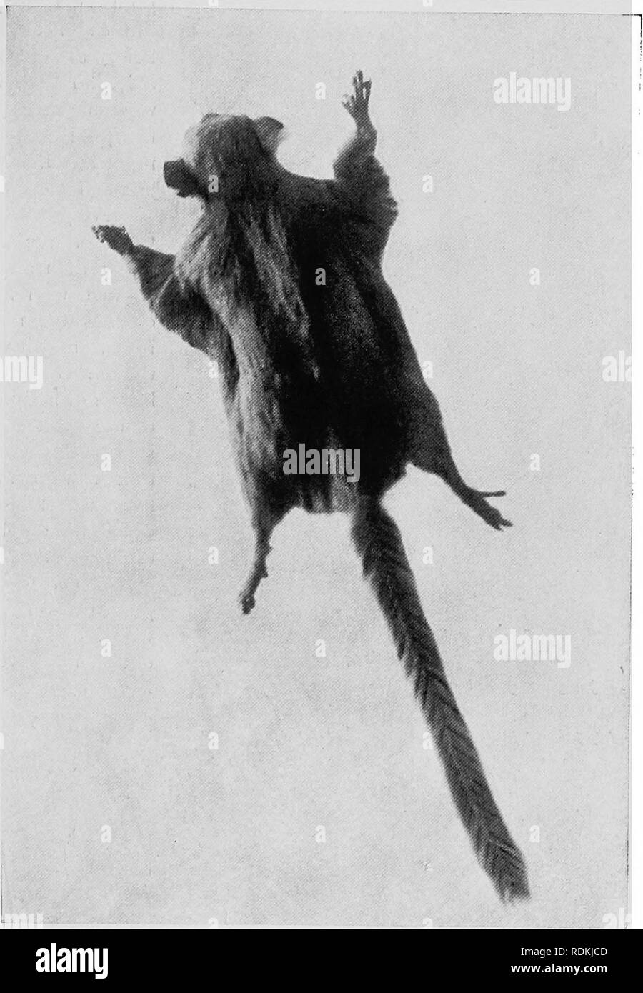 . Mammals of other lands;. Mammals. MARSUPIALS AND MONOTREMES 325 The ...