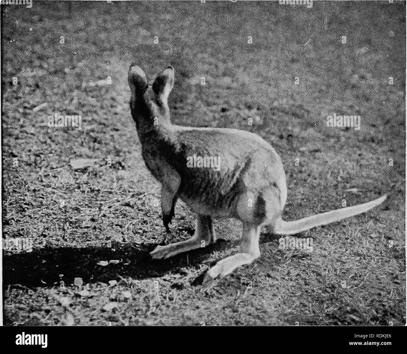 Marsupials of the world Black and White Stock Photos & Images - Alamy