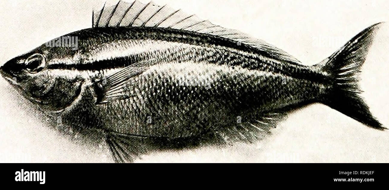 Ichthy hi-res stock photography and images - Alamy