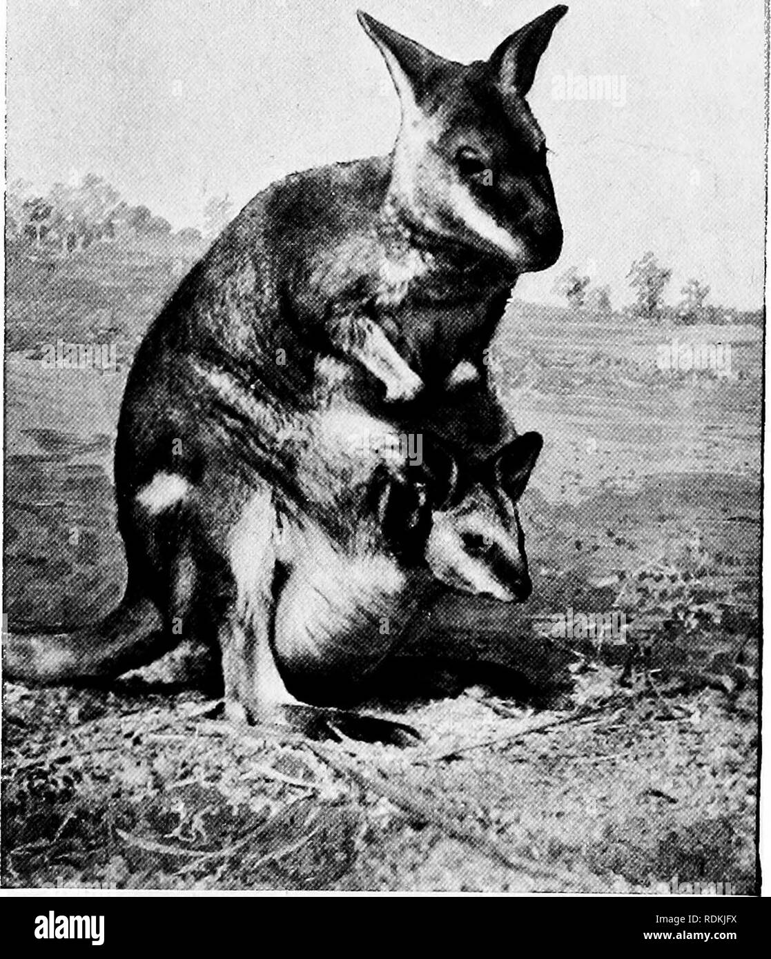 Carnivorous Kangaroo