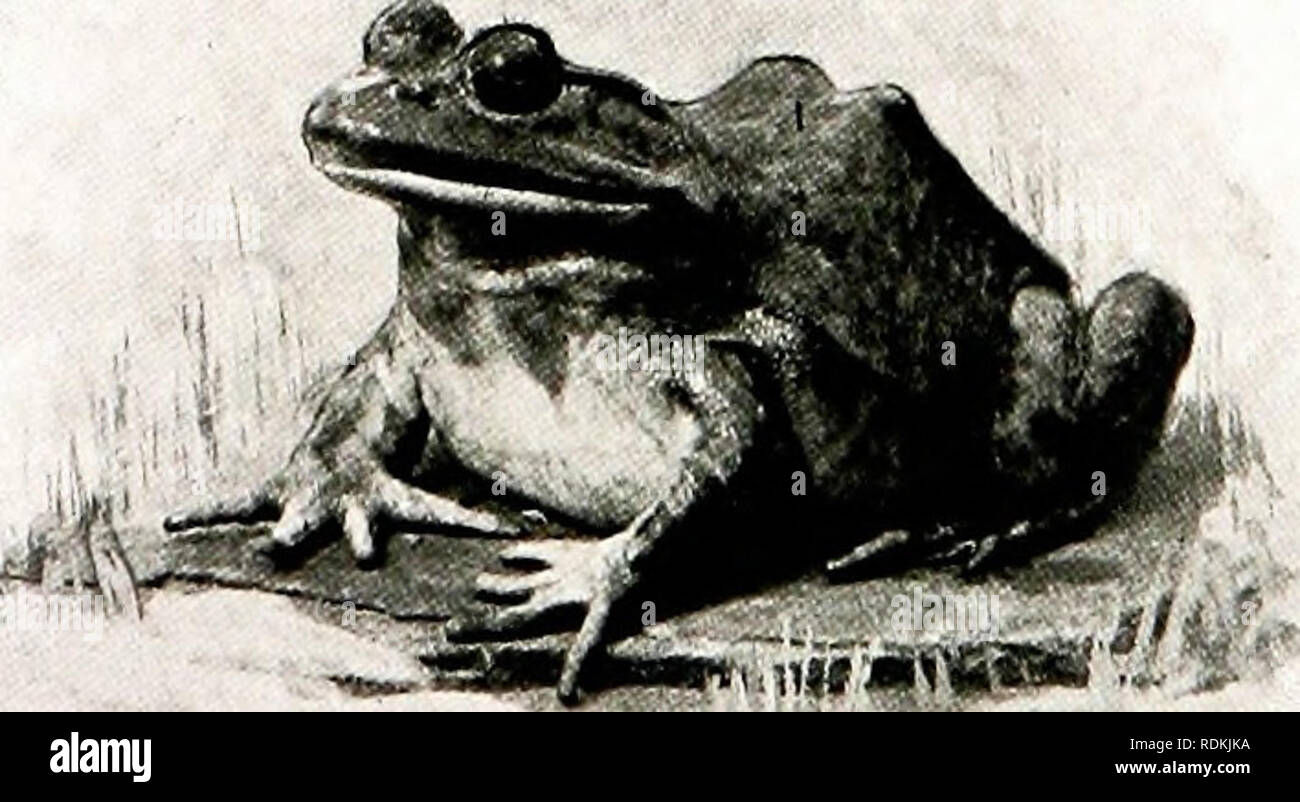 Group of newts hi-res stock photography and images - Alamy