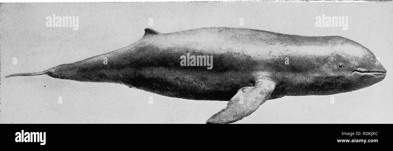 Hind limbs whale hi-res stock photography and images - Alamy