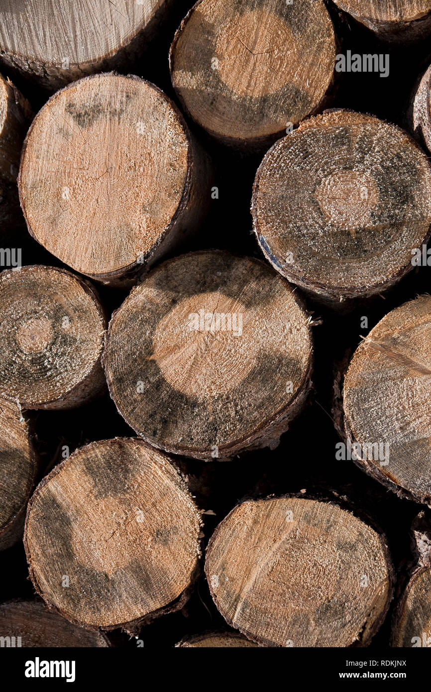 group of wooden logs for bonfire Stock Photo - Alamy