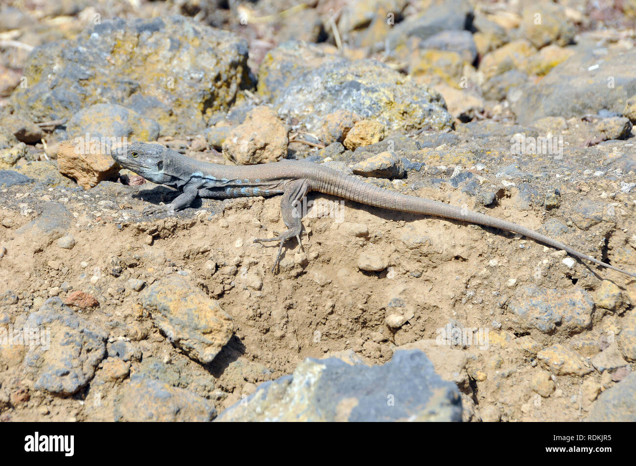 Canaries lizard hi-res stock photography and images - Alamy