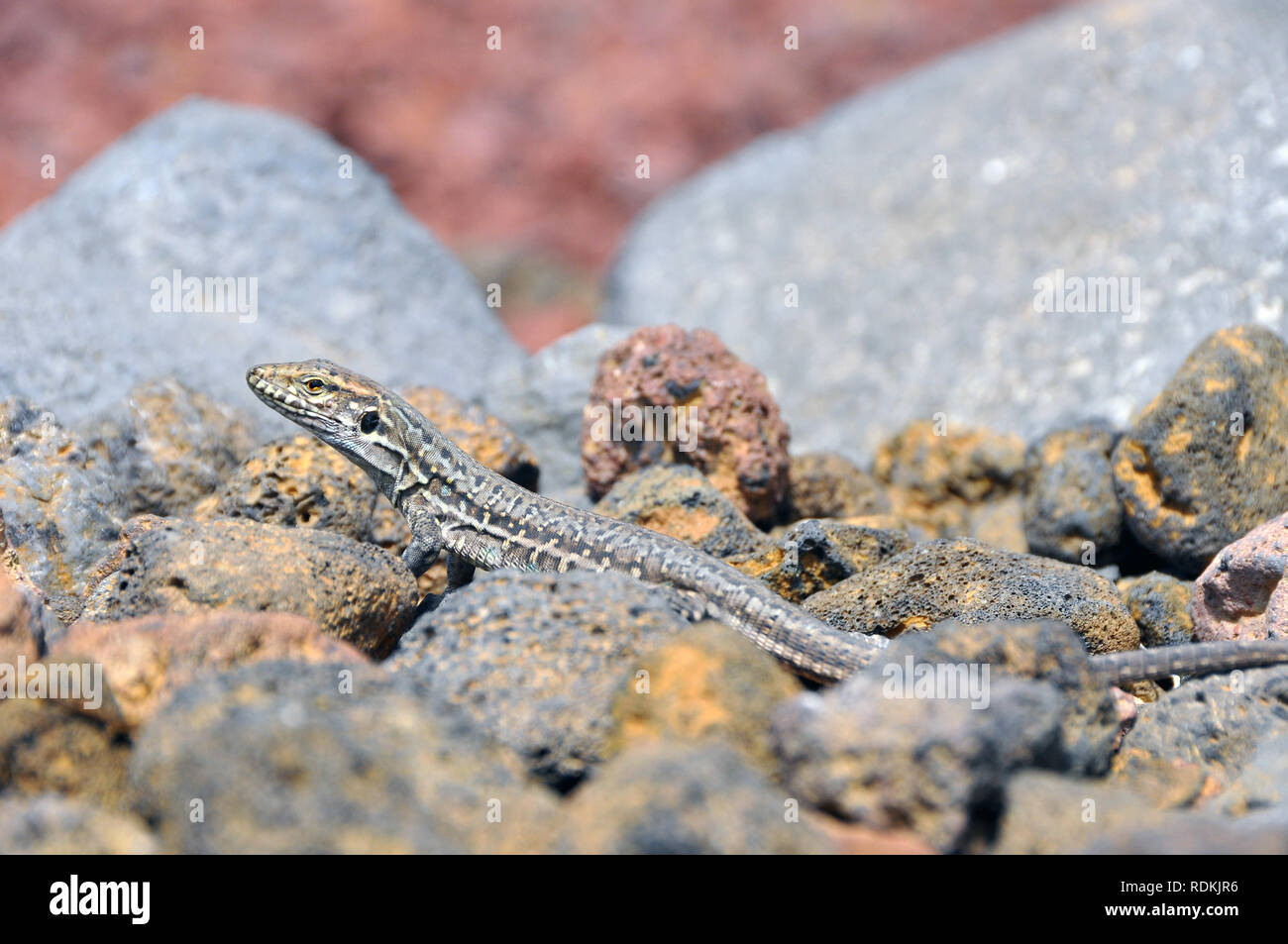 Tenerife lizard or Western Canaries lizard, Kanareneidechse, kanári ...
