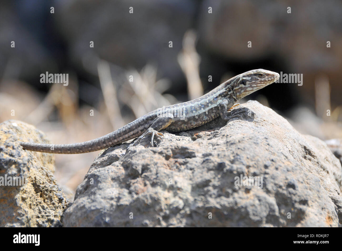 Tenerife lizard or Western Canaries lizard, Kanareneidechse, kanári ...