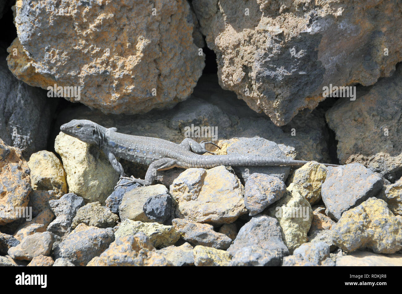 Canaries lizard hi-res stock photography and images - Alamy