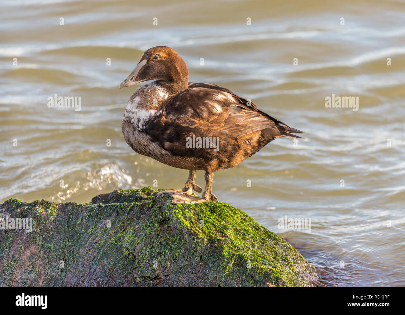 Duck rocks hi-res stock photography and images - Alamy