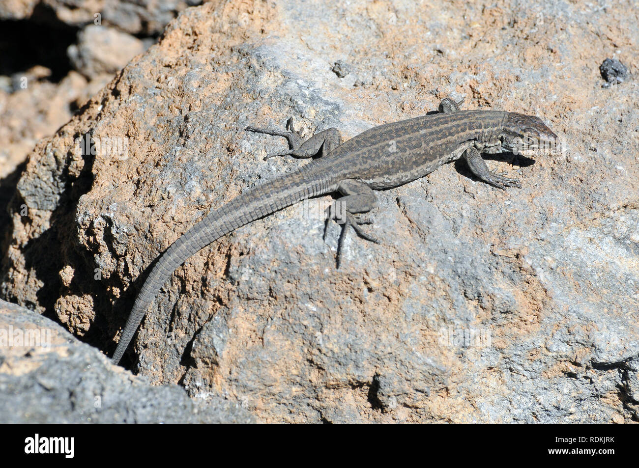 Tenerife lizard or Western Canaries lizard, Kanareneidechse, kanári ...