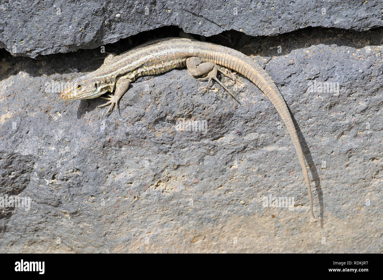 Tenerife lizard or Western Canaries lizard, Kanareneidechse, kanári ...