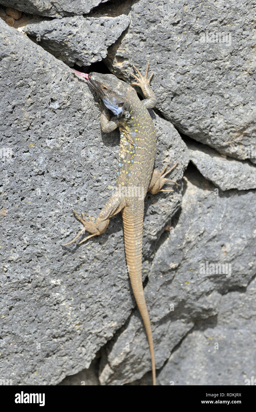 Tenerife lizard or Western Canaries lizard, Kanareneidechse, kanári ...