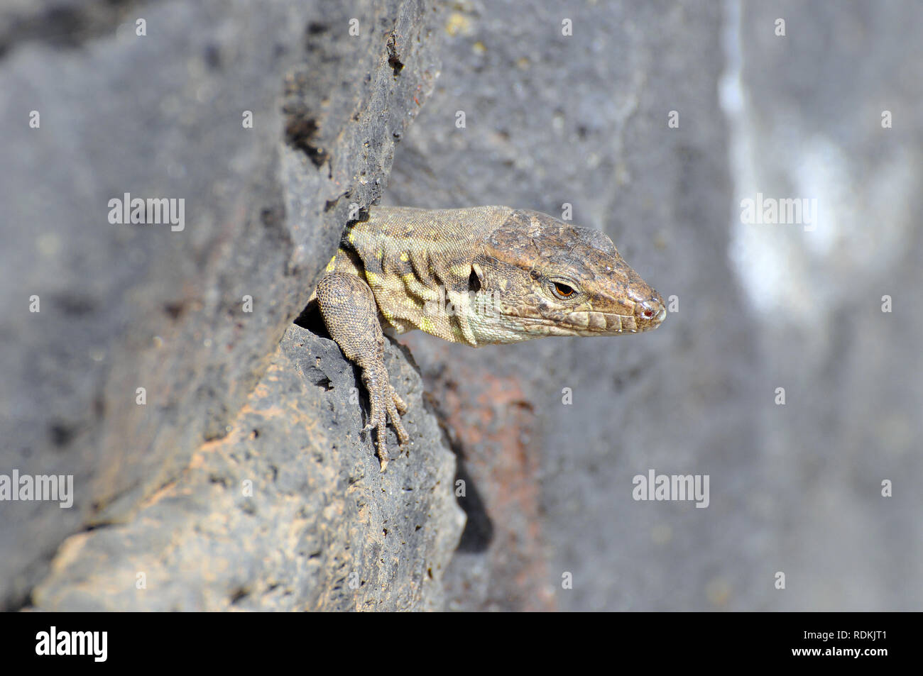 Tenerife lizard or Western Canaries lizard, Kanareneidechse, kanári ...
