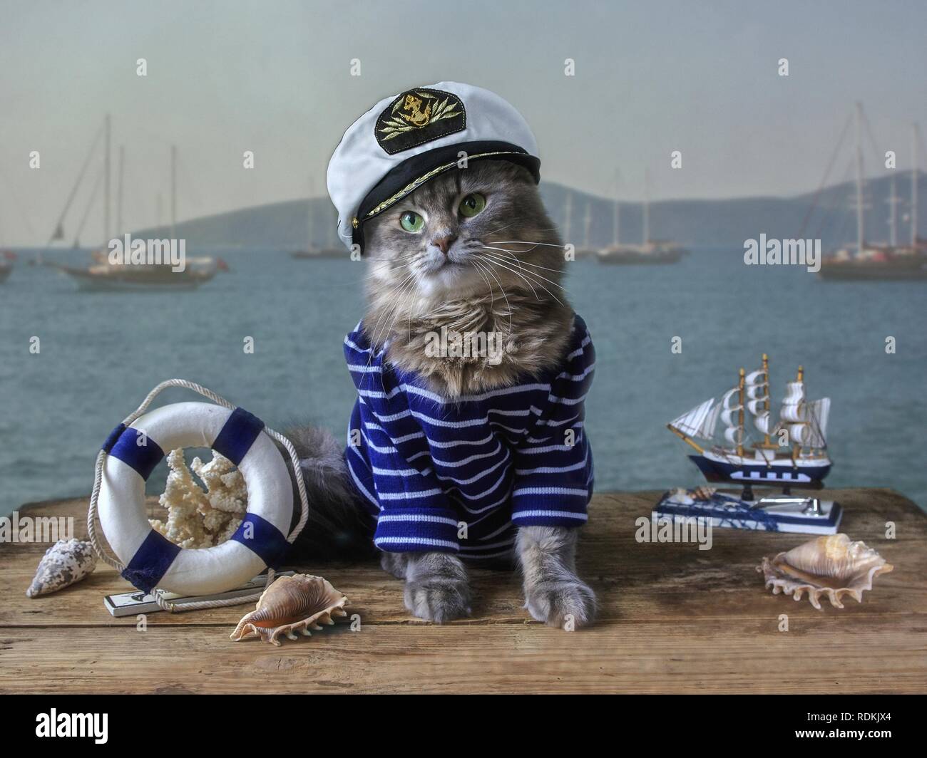 Ships Cats High Resolution Stock Photography and Images - Alamy