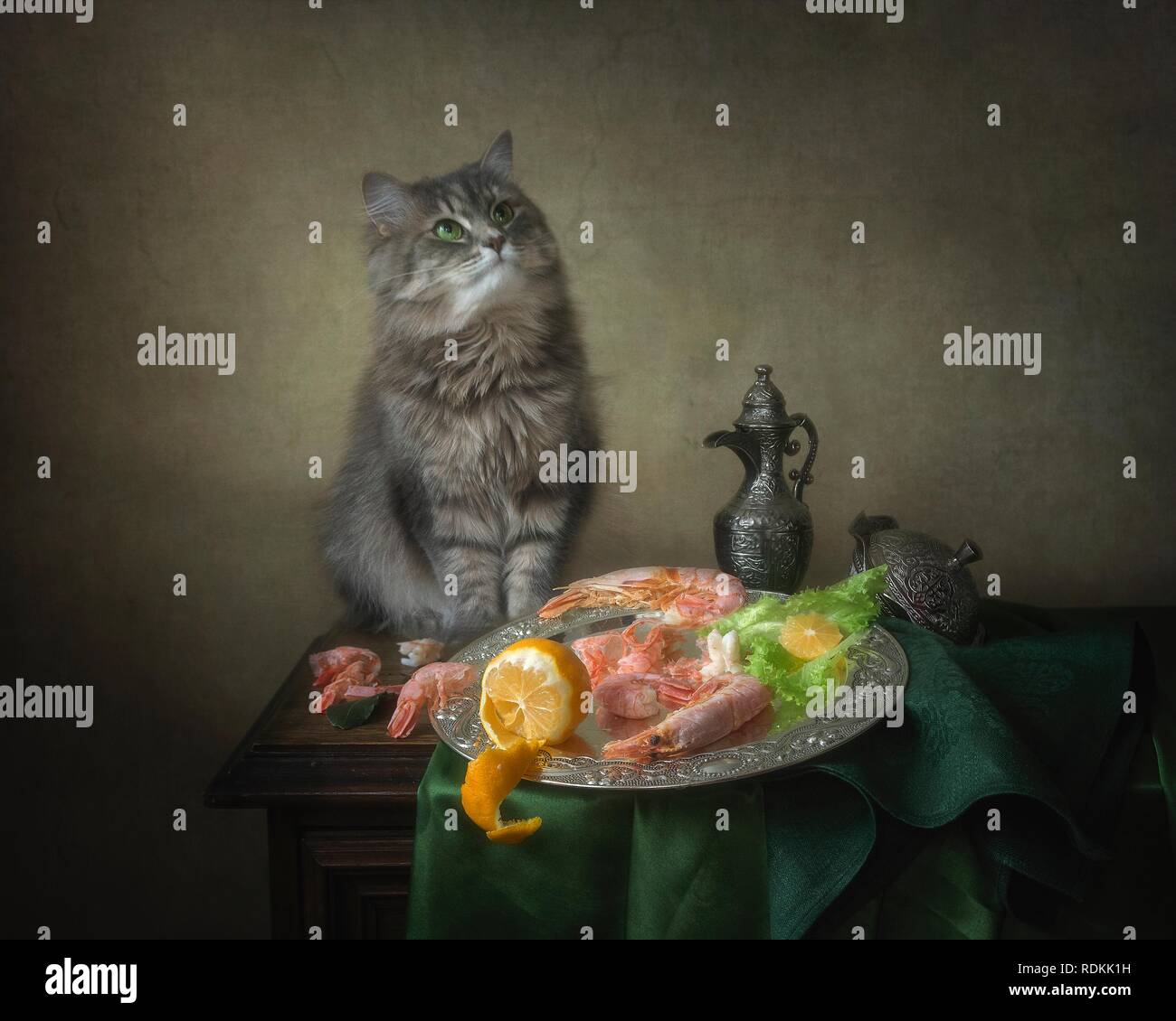 Siberian hungry cat hi-res stock photography and images - Alamy