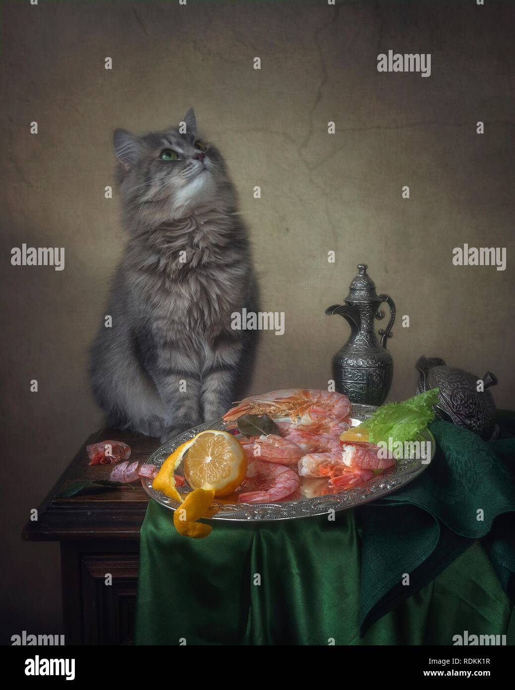 Siberian hungry cat hi-res stock photography and images - Alamy