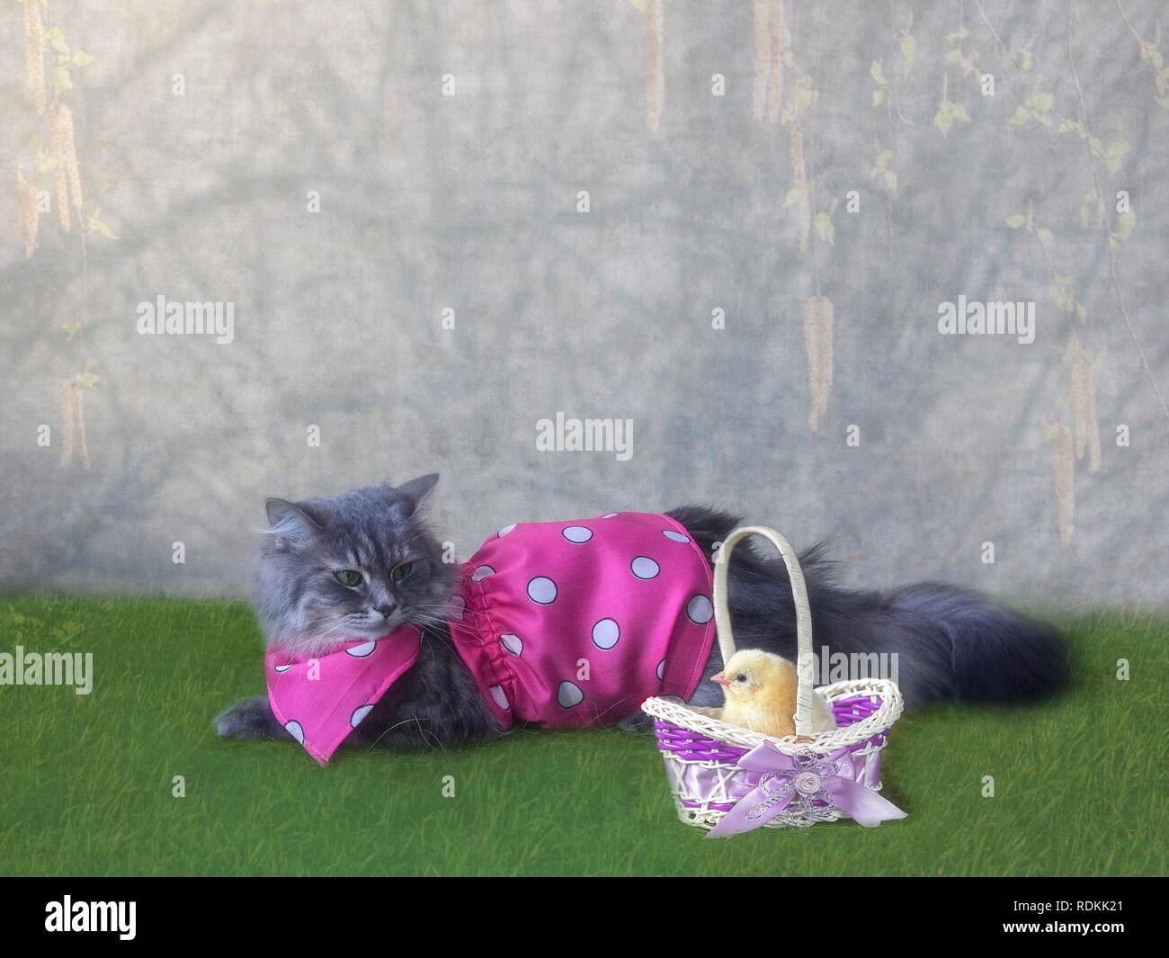 Portrait funny gray kitty on the spring lawn Stock Photo - Alamy