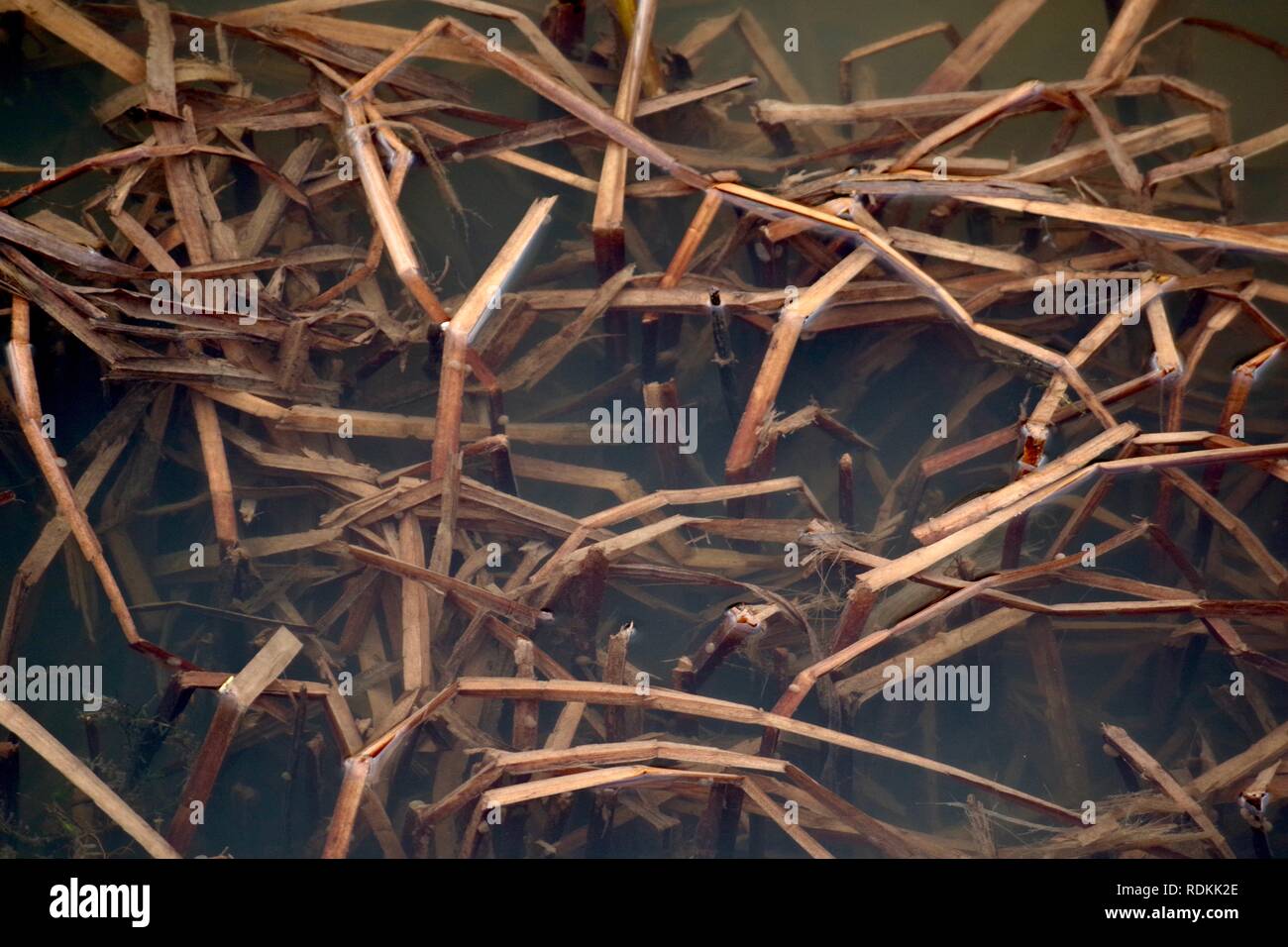 Natural Background of Dead Reeds along a River Bank. Exeter, Devon, UK ...