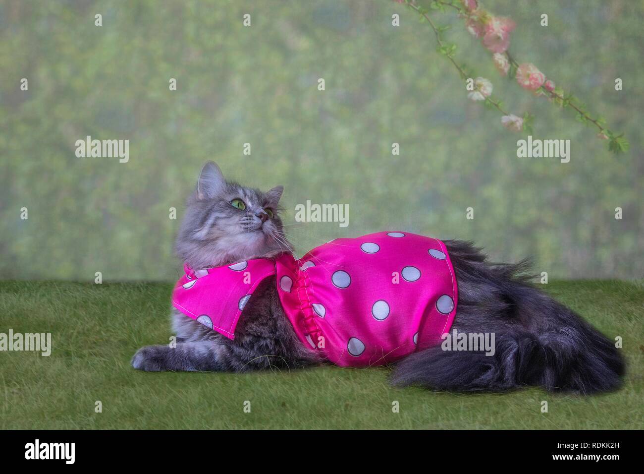 Portrait funny gray kitty on the spring lawn Stock Photo - Alamy