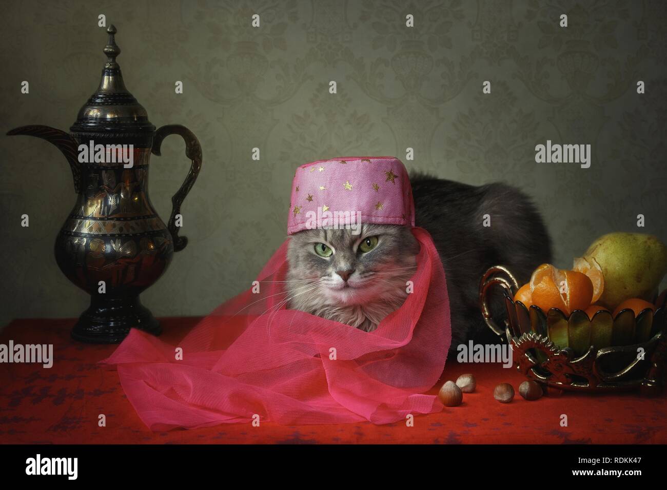 Beautiful gray kitty in the image of an eastern princess Stock Photo ...
