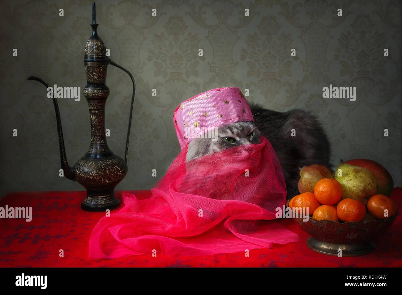 Beautiful gray kitty in the image of an eastern princess Stock Photo ...