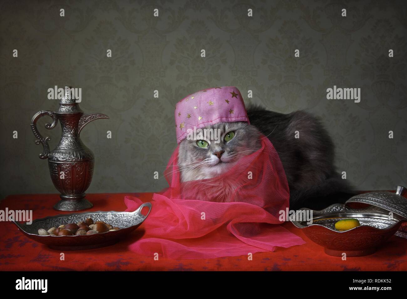 Eastern cats hi-res stock photography and images - Alamy