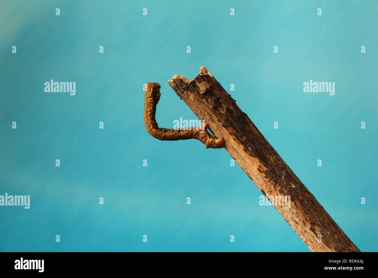 Stick caterpillar hi-res stock photography and images - Alamy