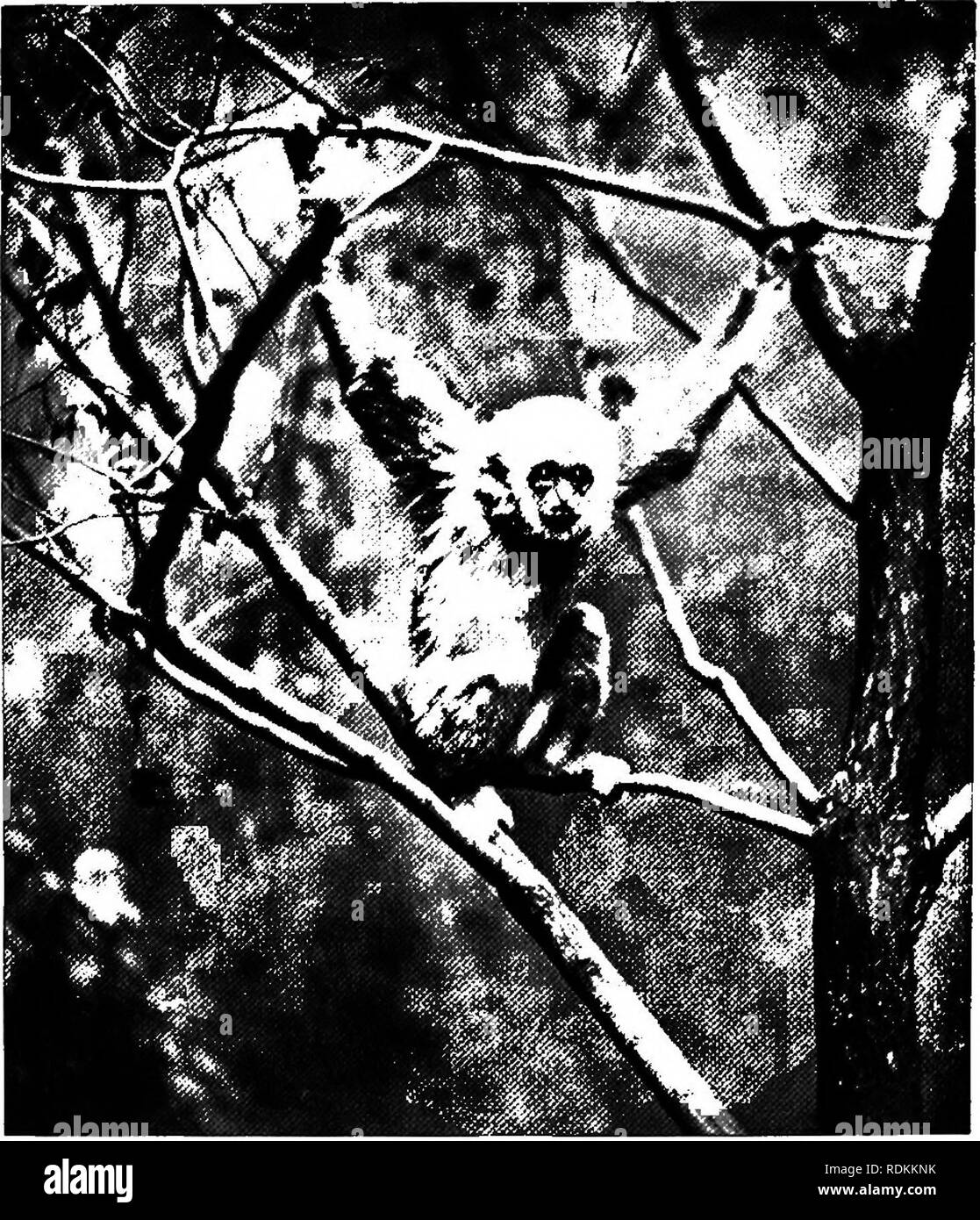 Hulock gibbon hi-res stock photography and images - Alamy