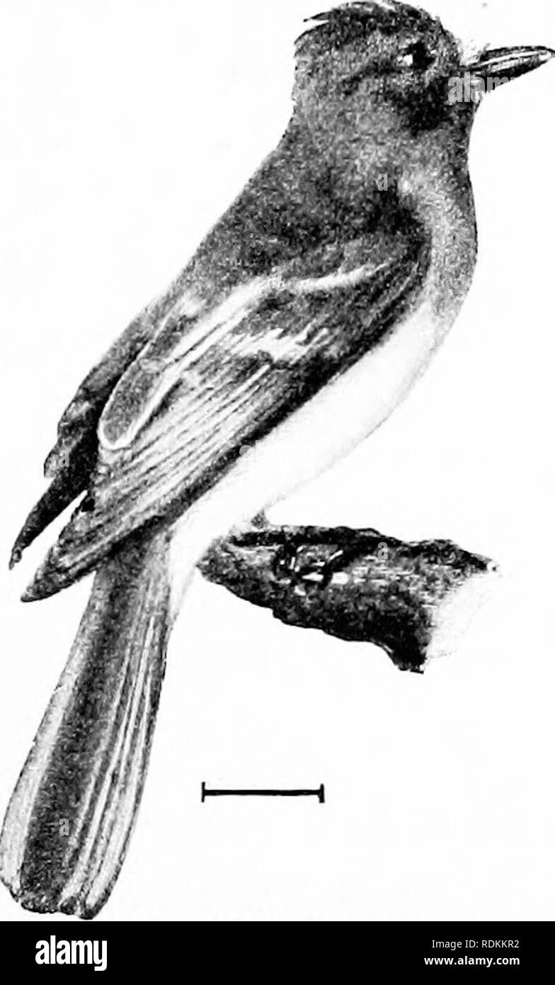 Gray kingbird Black and White Stock Photos & Images - Alamy