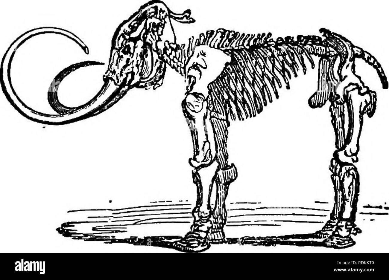 Mammoth skeleton europe hi-res stock photography and images - Alamy