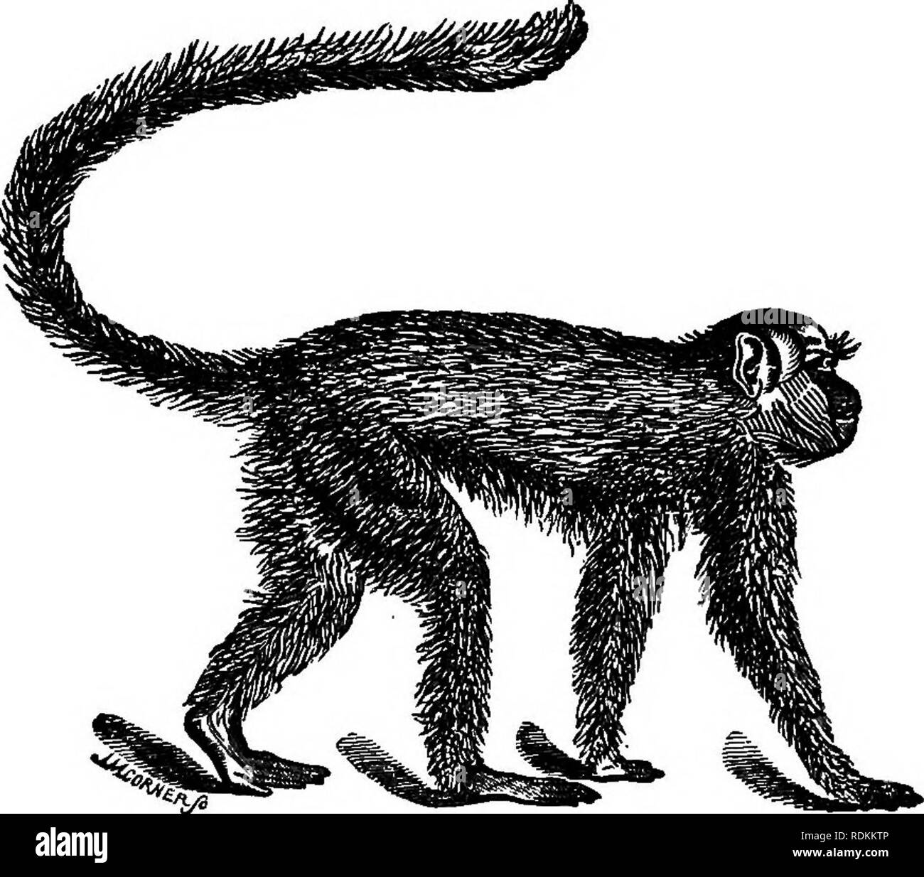 Prehensile Feet Black and White Stock Photos & Images - Alamy