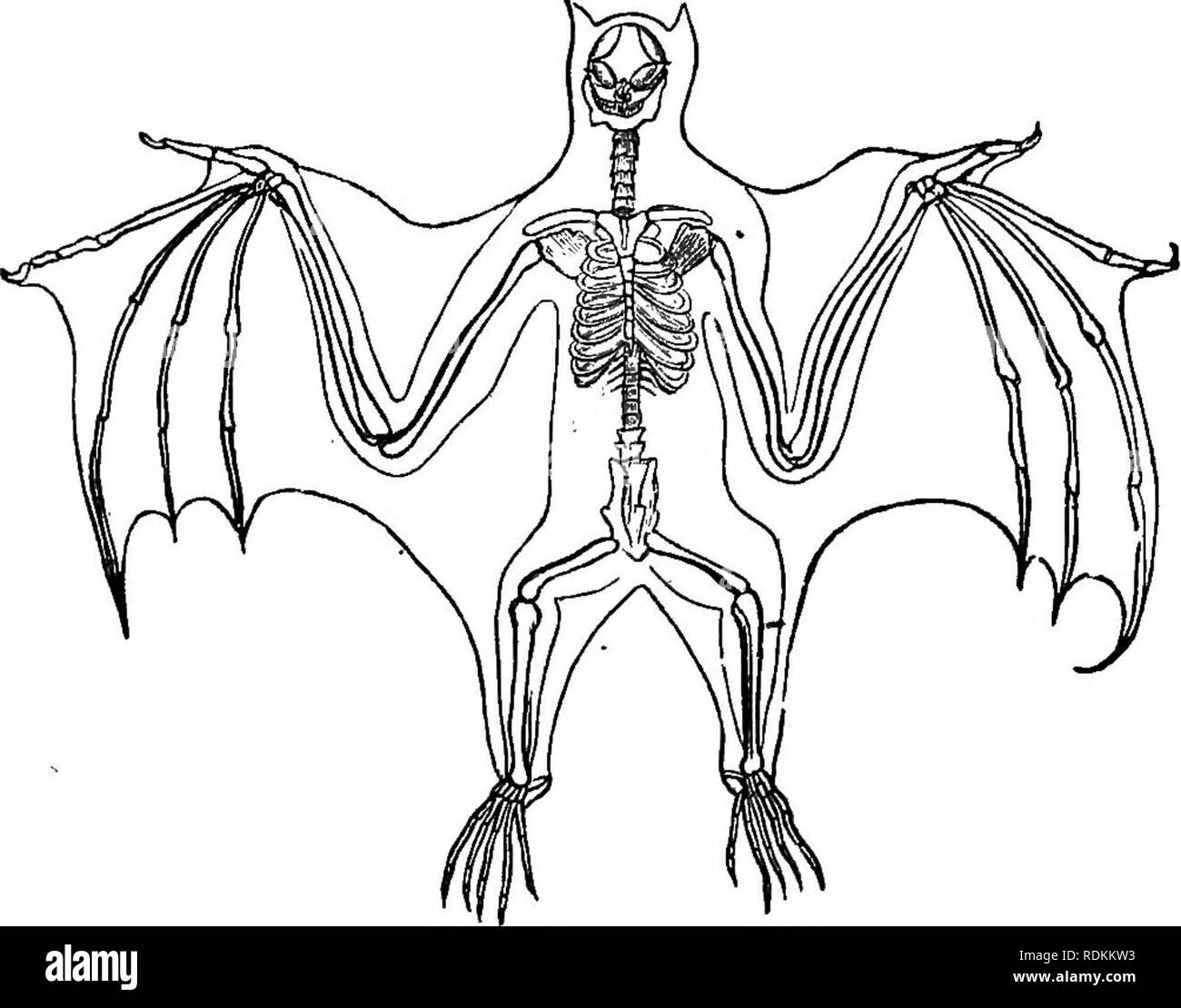 Carnivorous Bats High Resolution Stock Photography and Images - Alamy