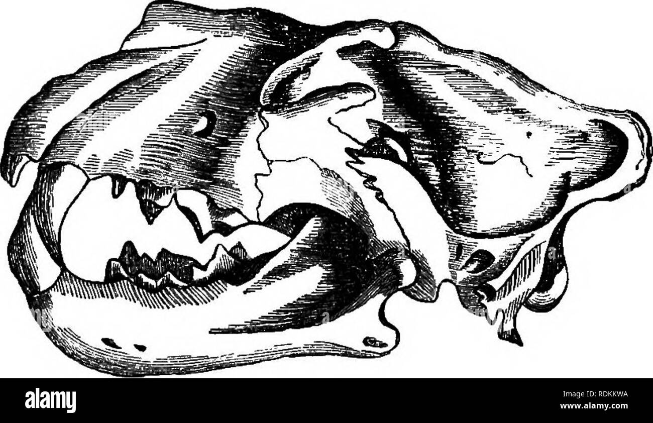 Blunt Claws High Resolution Stock Photography and Images - Alamy