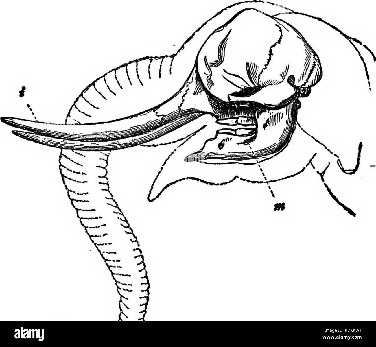 Prehensile Feet Black and White Stock Photos & Images - Alamy