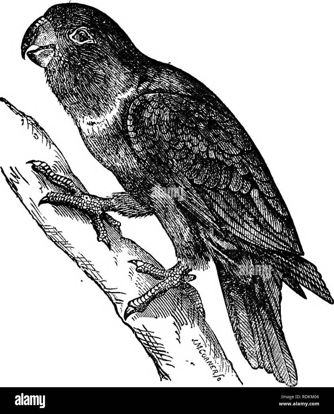 Parrots parallel Black and White Stock Photos & Images - Alamy