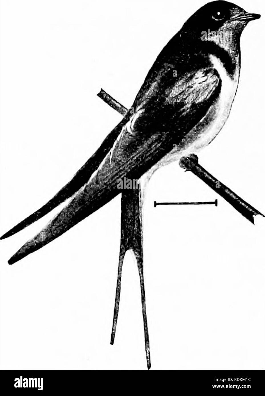 Avian breeding behavior Cut Out Stock Images & Pictures - Alamy