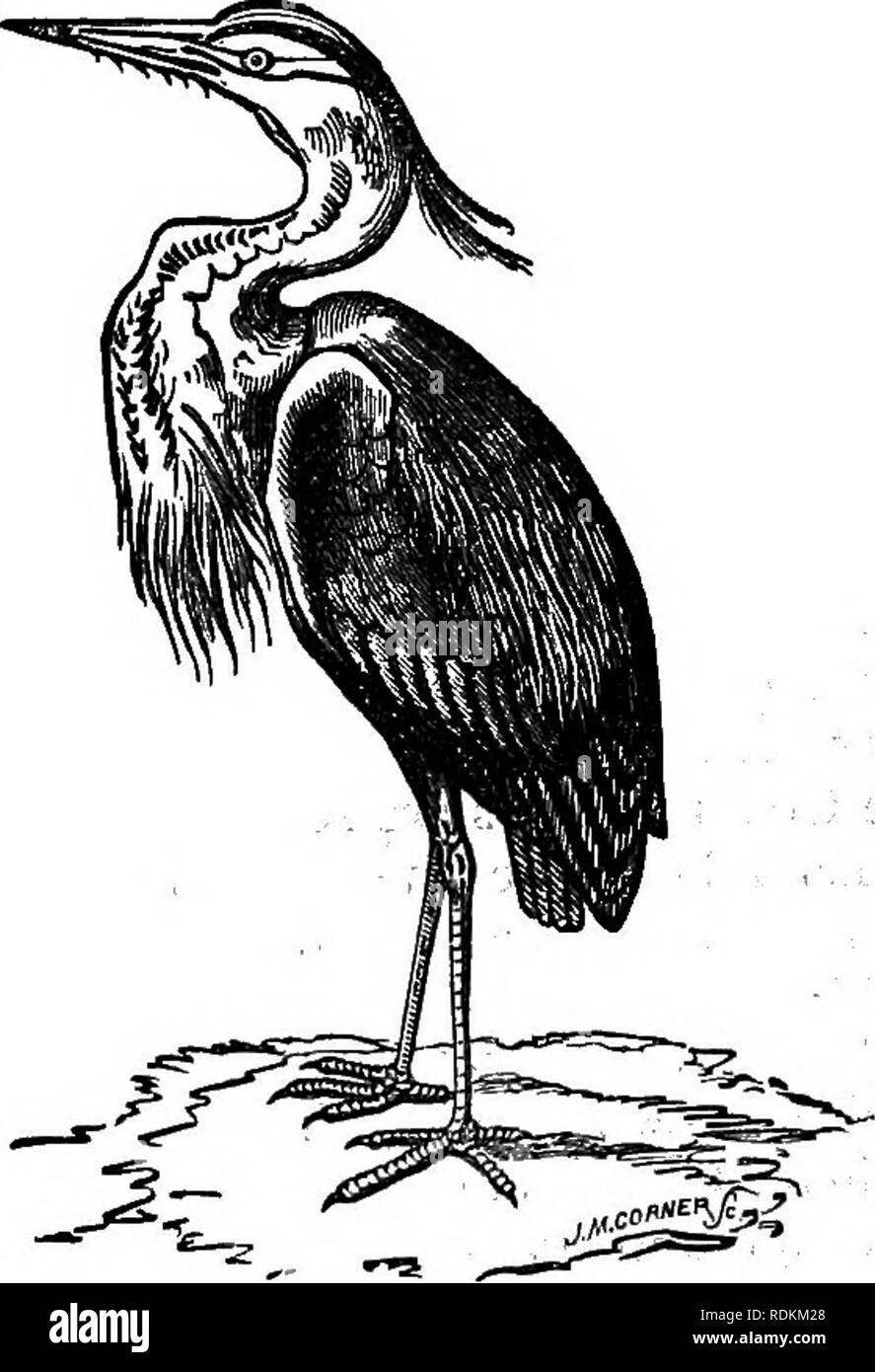 Ibis legs Black and White Stock Photos & Images - Alamy