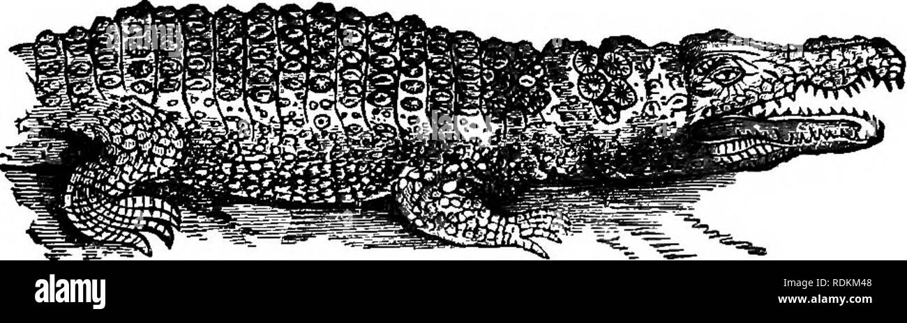 Rocodilus hi-res stock photography and images - Alamy