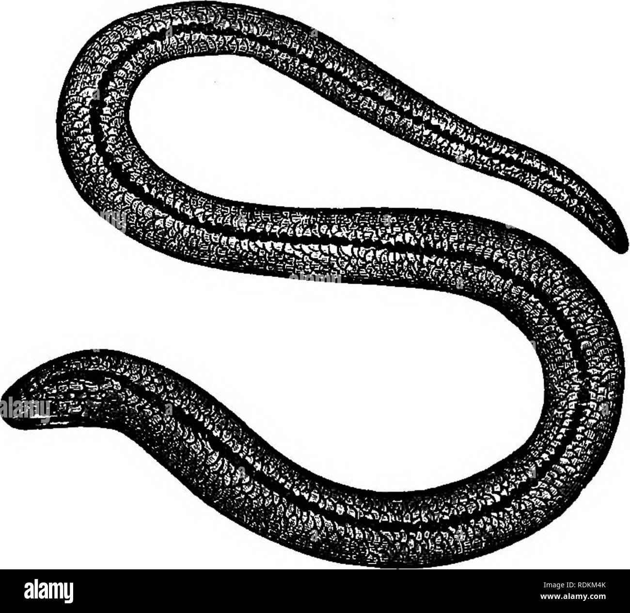 . A manual of zoology for the use of students : with a general ...