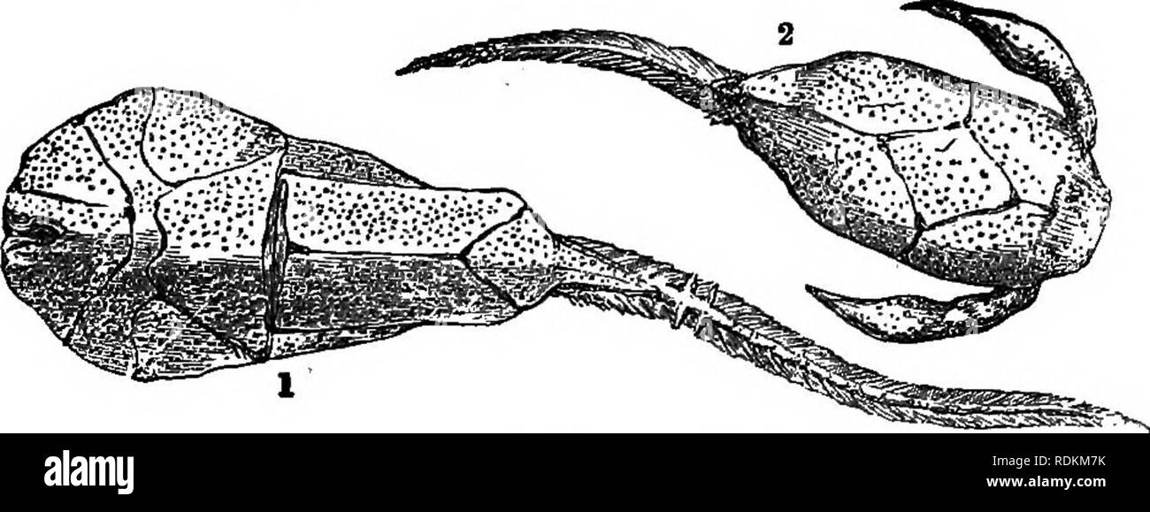 Cephalaspis hi-res stock photography and images - Alamy