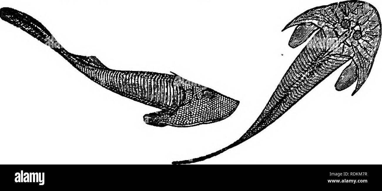 Pectoral fins like wings Black and White Stock Photos & Images - Alamy