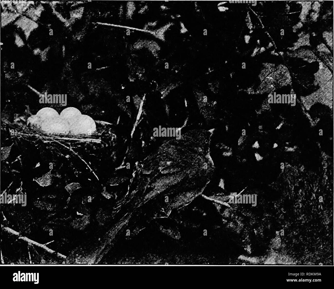 Kakelaar Black and White Stock Photos & Images - Alamy