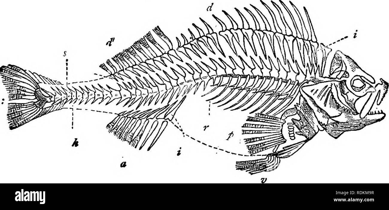 . A manual of zoology for the use of students : with a general ...