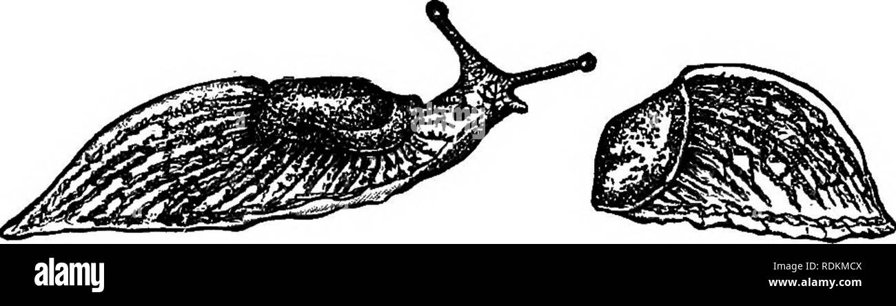 Mesopodium hi-res stock photography and images - Alamy