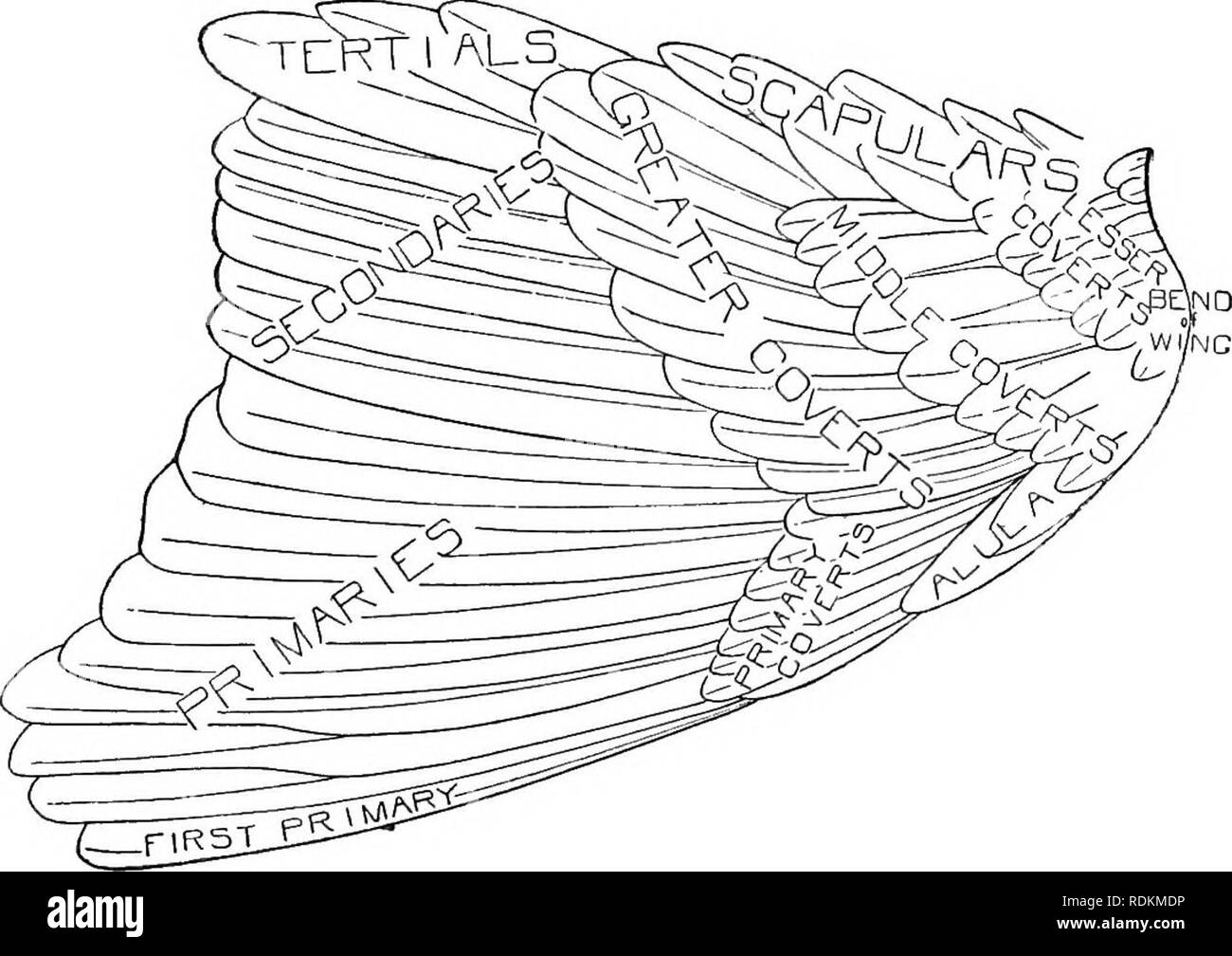Alula Cut Out Stock Images & Pictures - Alamy
