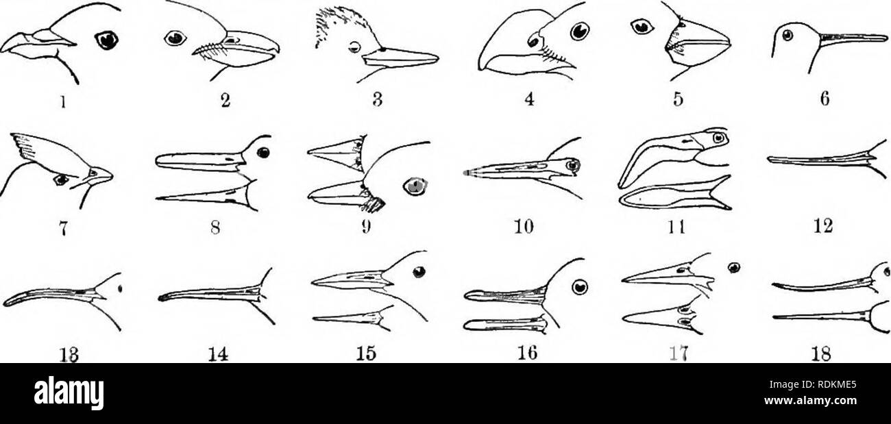 Curved bill birds Black and White Stock Photos & Images - Alamy