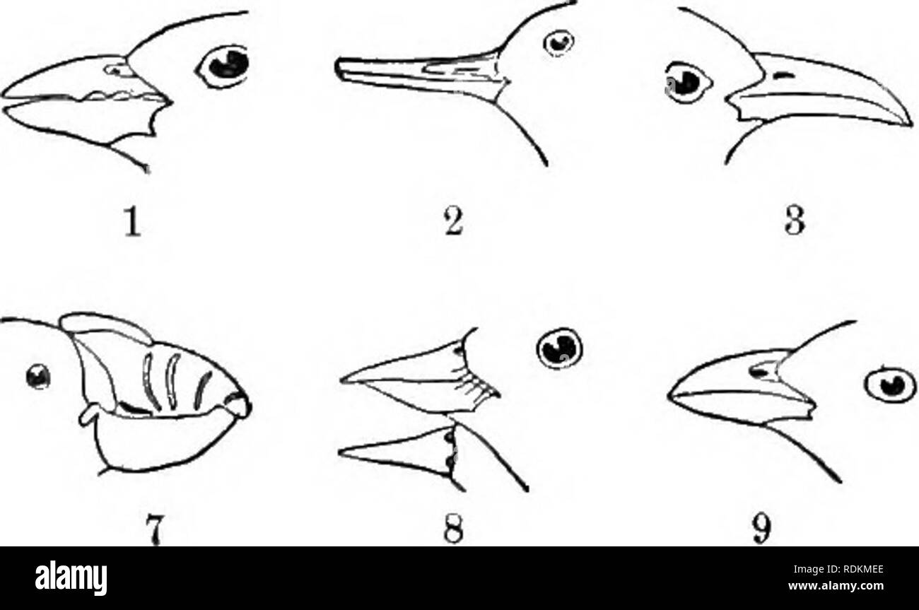 . Birds of the United States east of the Rocky Mountains; a manual for ...