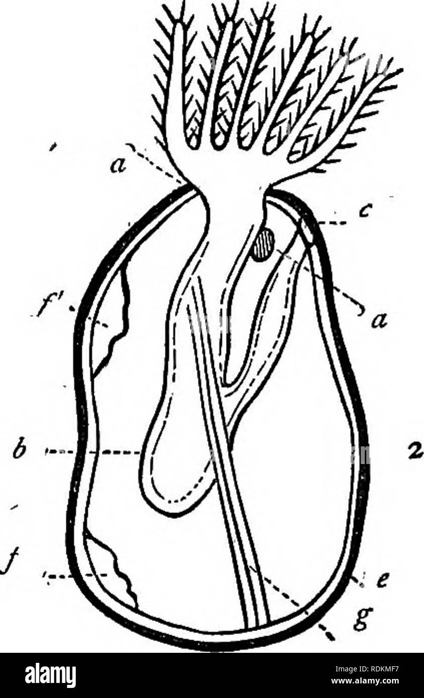 Polyzoon hi-res stock photography and images - Alamy